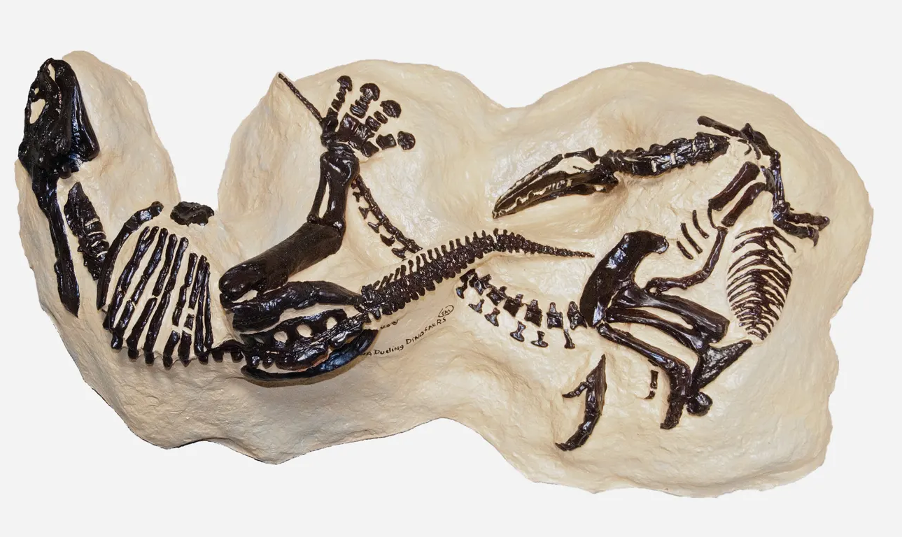 Update - "Dueling Dinosaurs" fossils headed for North Carolina museum ...